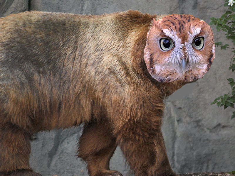 Bear Owl