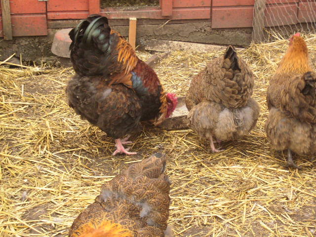 Growing in the Fens: Gold Partridge Orpingtons