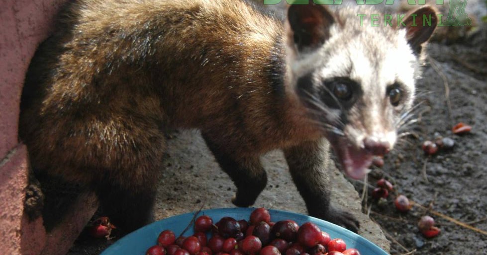 FAKTA TENTANG MUSANG YANG PERLU KAMU KETAHUI - JELAJAH TERKINI