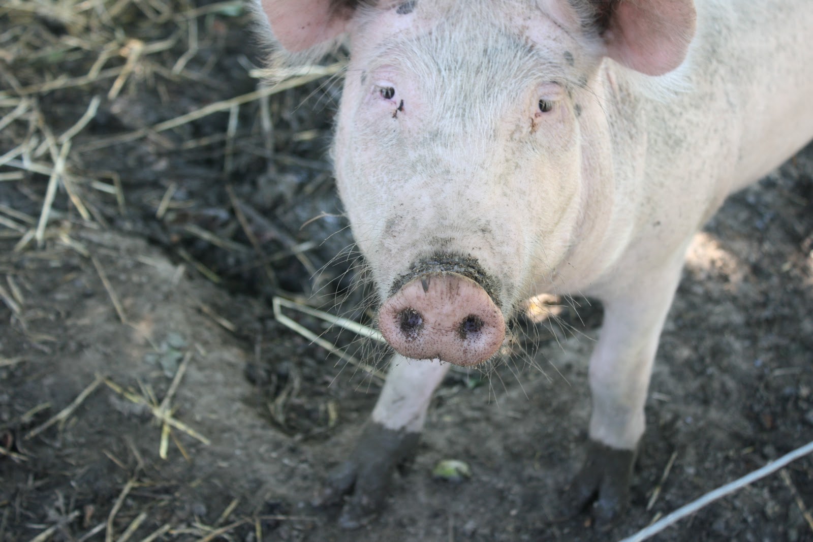 Balkan Wildlife: Facts about pigs