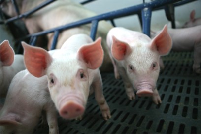 PURO CHEF: YO SI COMO CARNE DE CERDO