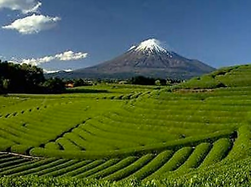 VISITEUSSOON: AGRICULTURE OF JAPAN.