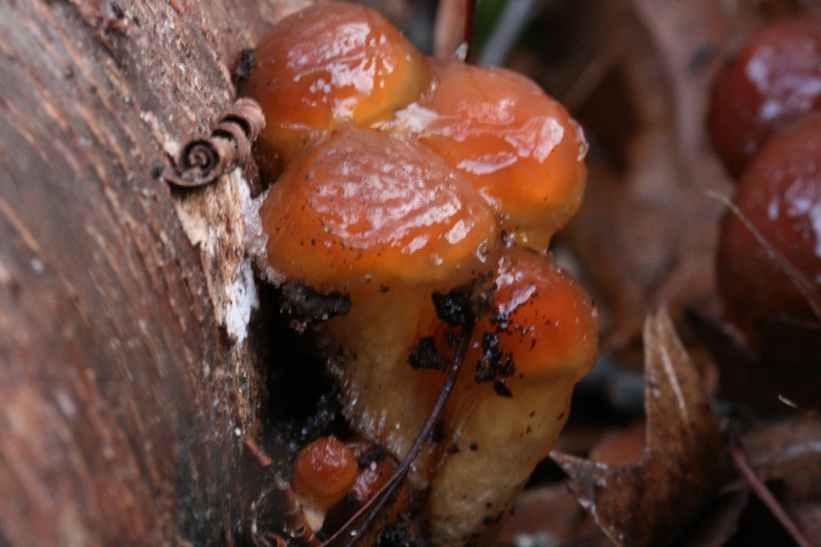 Mushrooming Together