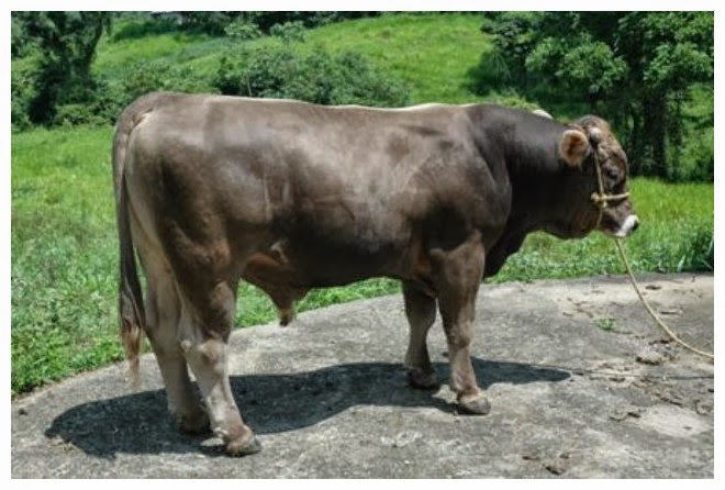 Generalidades de la Ganadería Bovina.: Pardo Suizo