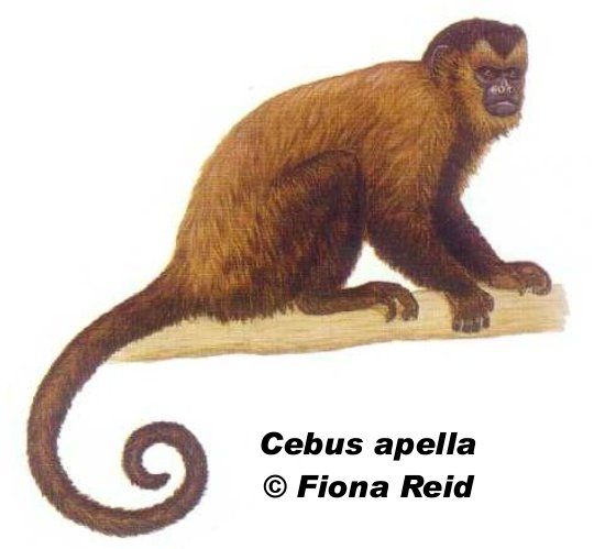 Argentina nativa: Mono caí (Cebus apella)