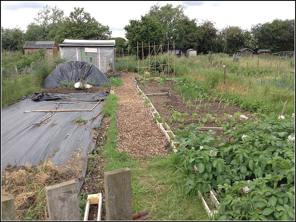 Mark's Veg Plot: An allotment. Yes or No?