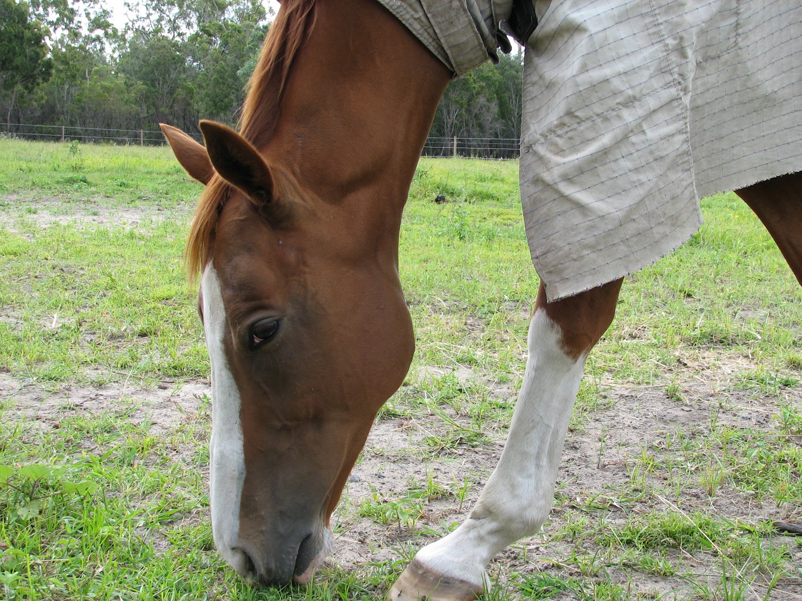 PSICOLMASCOT: La sequía trae un brote de enfermedad al caballo.