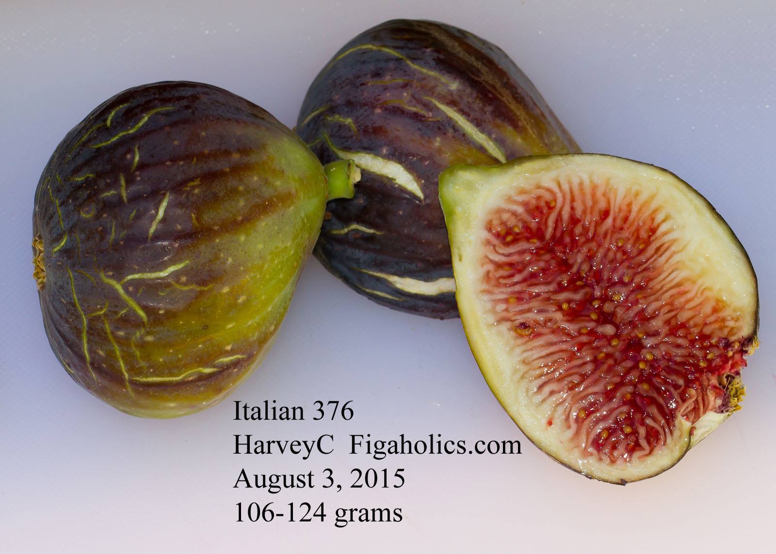 Seattle Garden & Fruit Adventures: Fig Cuttings from Harvey have arrived