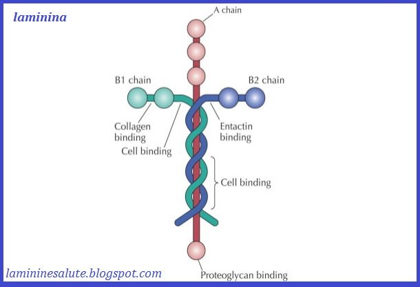 Laminine - il segreto della salute: CHE COSA è LAMININA