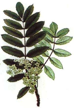 Pentru o viata naturala: Plante Medicinale S