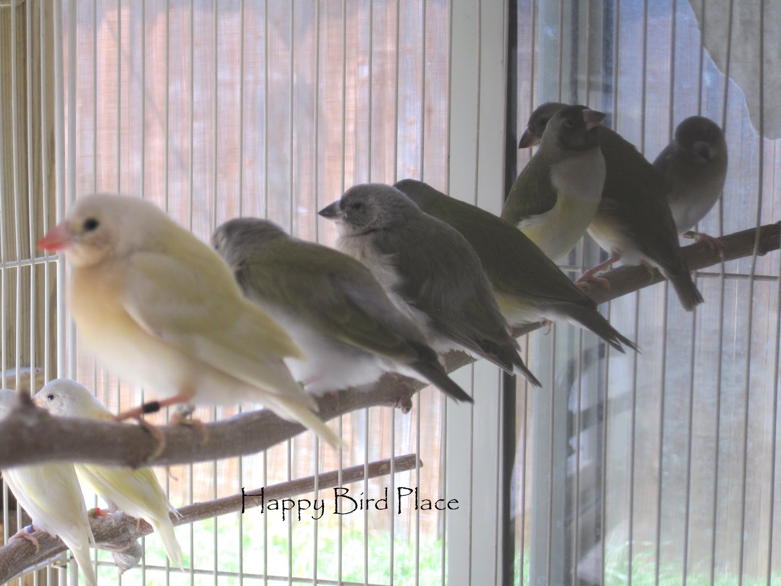 Society Finch Mutations