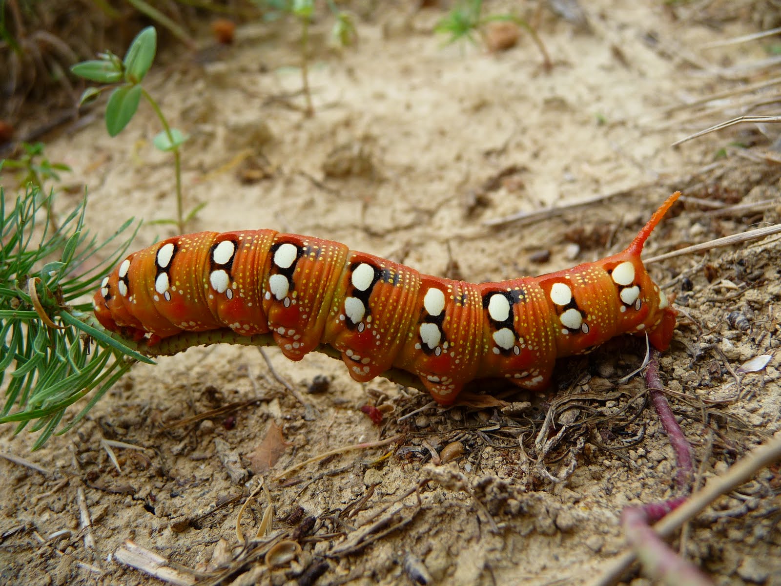 Les mystères de la faune et flore méditerranéenne: La chenille du ...