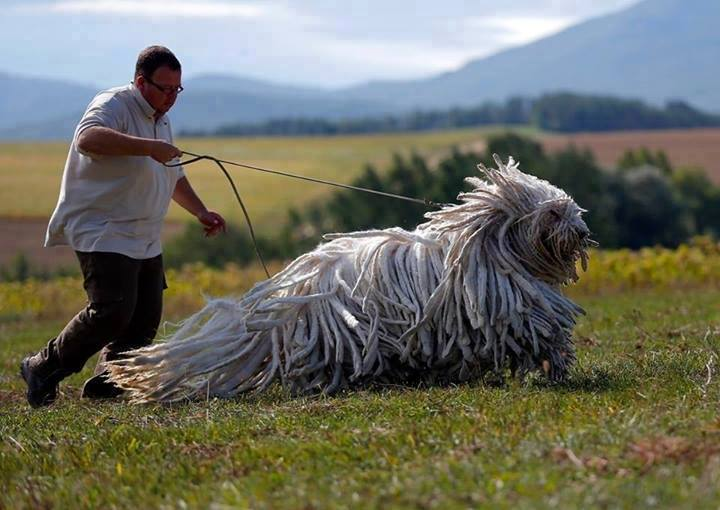 Amazing World: Komondor Dogs