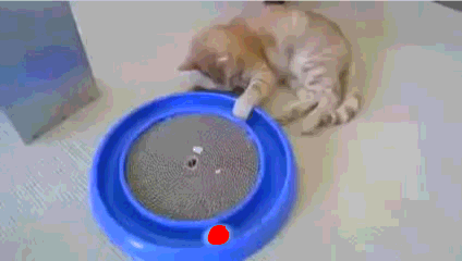 jbcinteractive: Cat Ball Gif