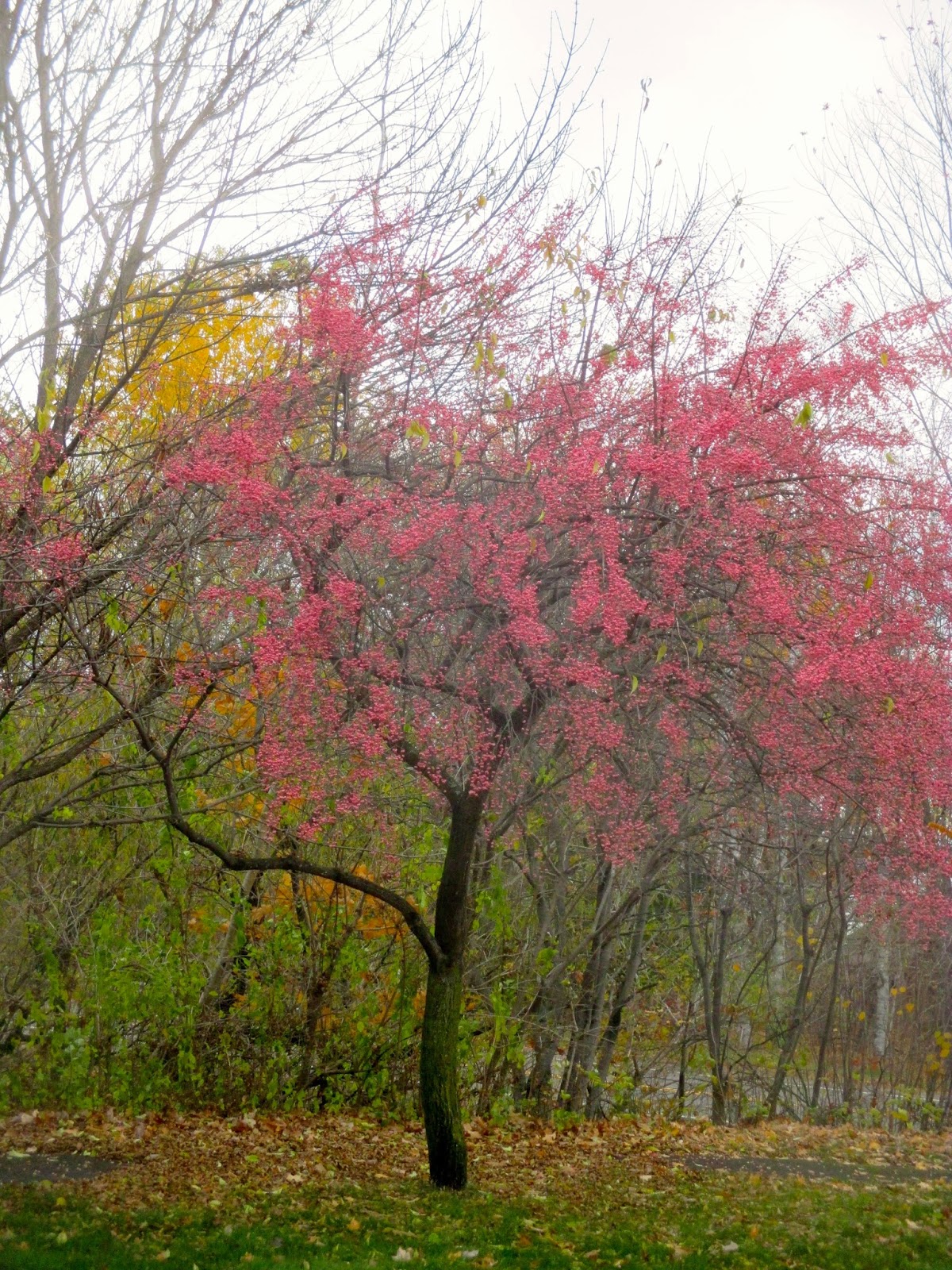 Art's Bayfield Almanac: OLD MAN WINTER, AND THE SPINDLE TREE