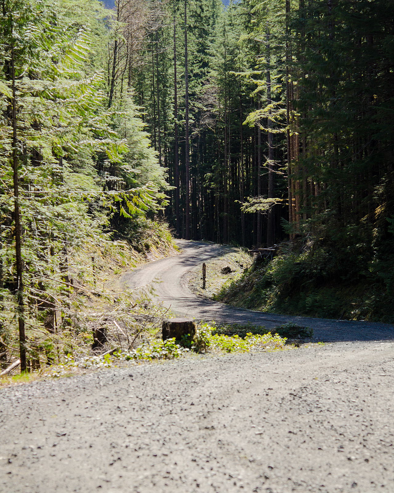 Wanderin' Weeta (With Waterfowl and Weeds): Down a logging road