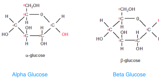 Biology AS : Carbohydrates and Triglycerides