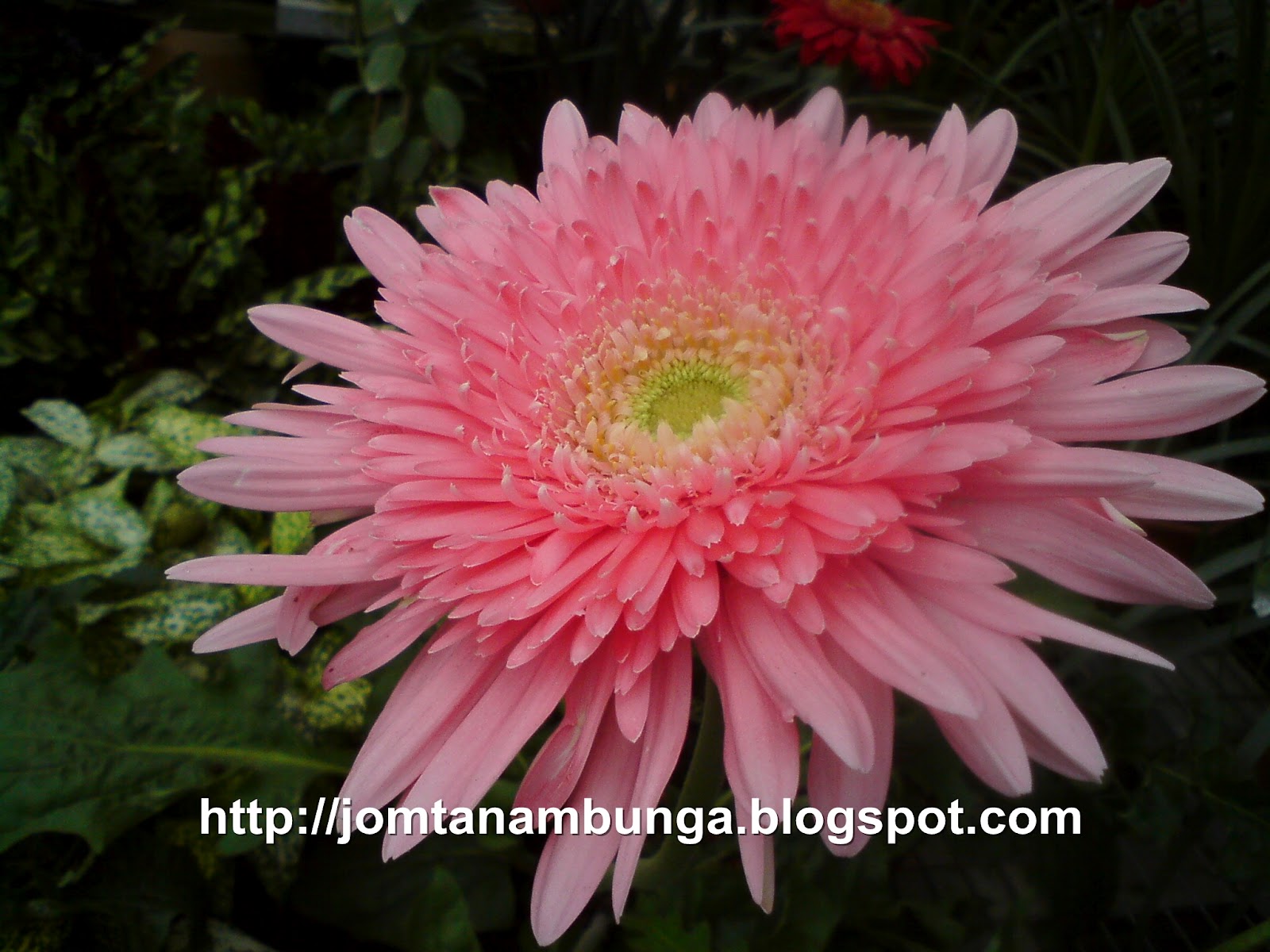 Jom Tanam Bunga: Bunga Daisy Cantik Berseri