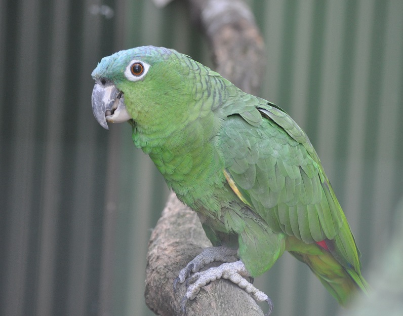 ZOOTOGRAFIANDO (6.100 ANIMALS): LORO HARINOSO AMAZÓNICO / MEALY AMAZON ...