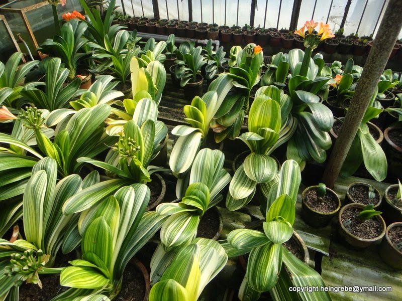 Sharing flower bulb information: First Clivia Mirabilis to flower in ...