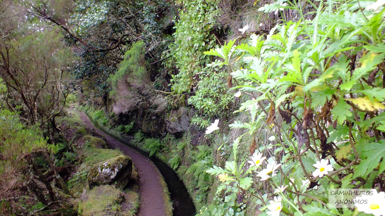 Caminheiros Anónimos Levadas da Madeira : Levada Grande do Paul (Calheta)