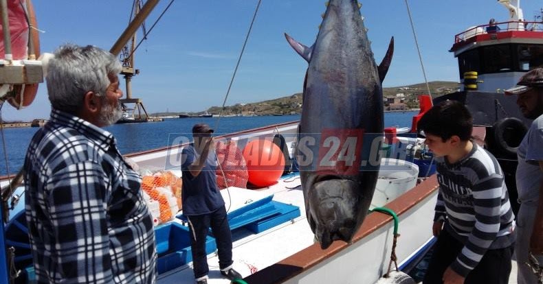 Naxos Fan: Αυτό θα πει καλή ψαριά – Έπιασε 2 τεράστιους τόνους ...