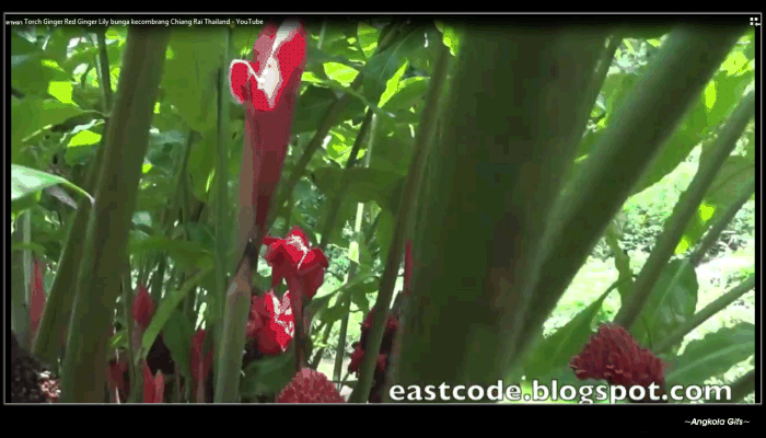 Galeri Pertanian / Perkebunan / Perikanan: Kecombrang / Honje /Kincung ...