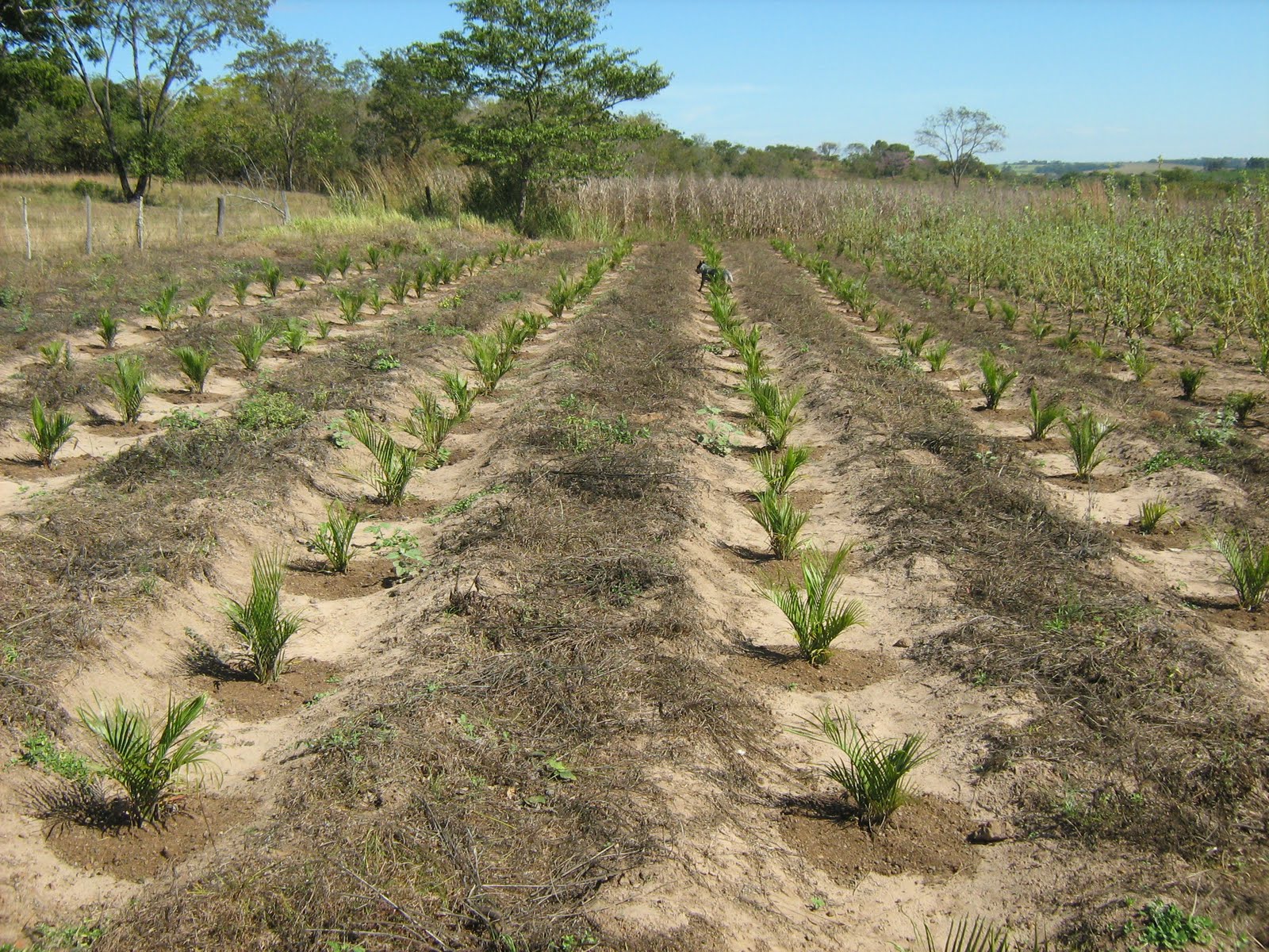 Bosque das Palmeiras: Palmeira Triângulo - Dypsis Decary