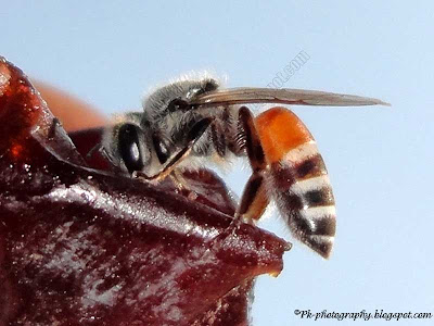 Red Dwarf Honey Bee-Apis florea | Nature, Cultural, and Travel ...