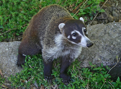 ECOSISTEMAS DE COSTA RICA: NASUA CARICA