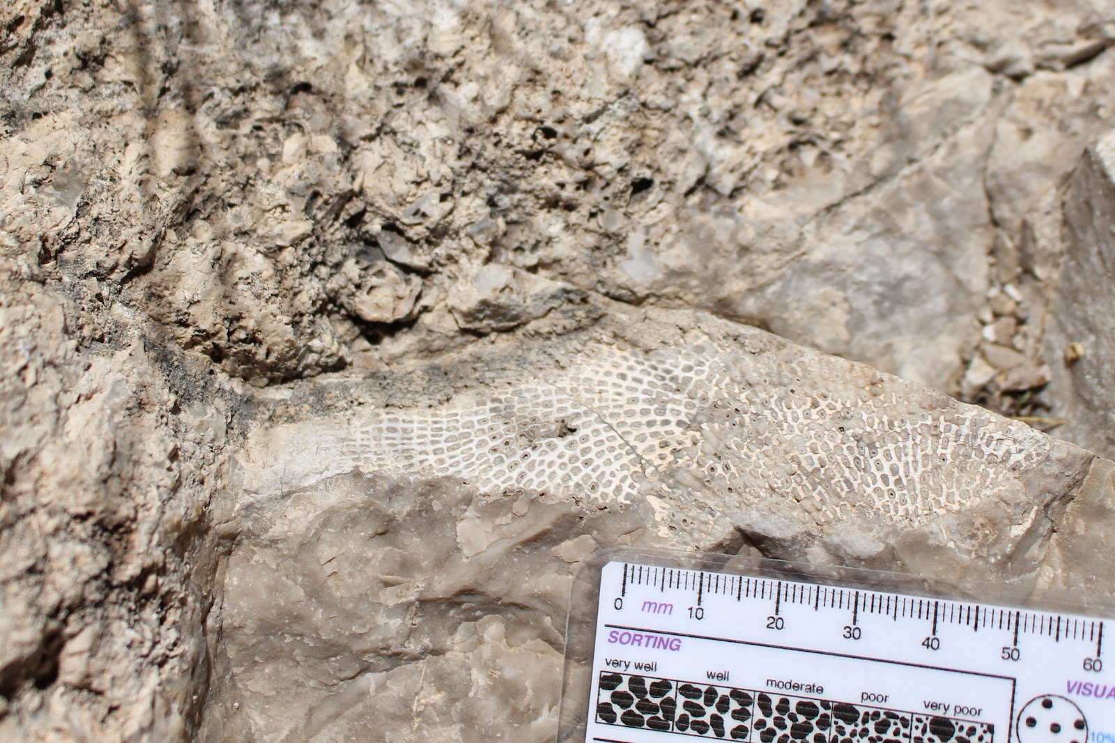 Finding Fossils...: The Permian Capitan Reef