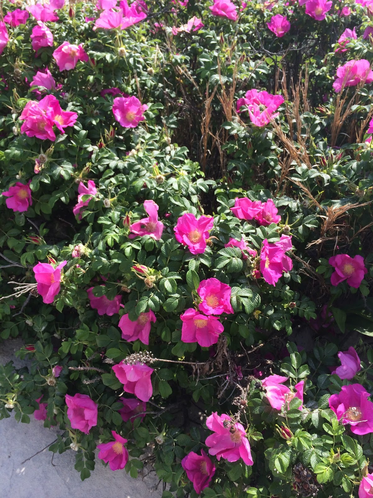 Gone To The Beach: June ~ Beach Roses