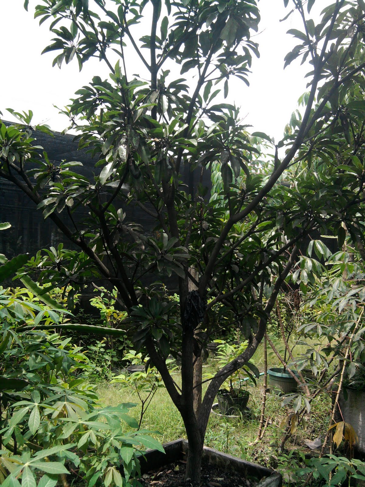 bibit buah&bunga: wahana