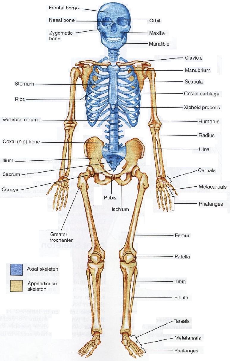 Interesting Facts About Bones ~ Did you know that