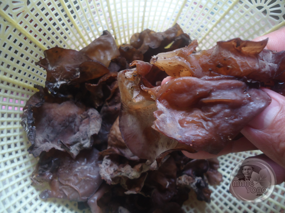 Berburu Jamur Kuping / Supa Lember