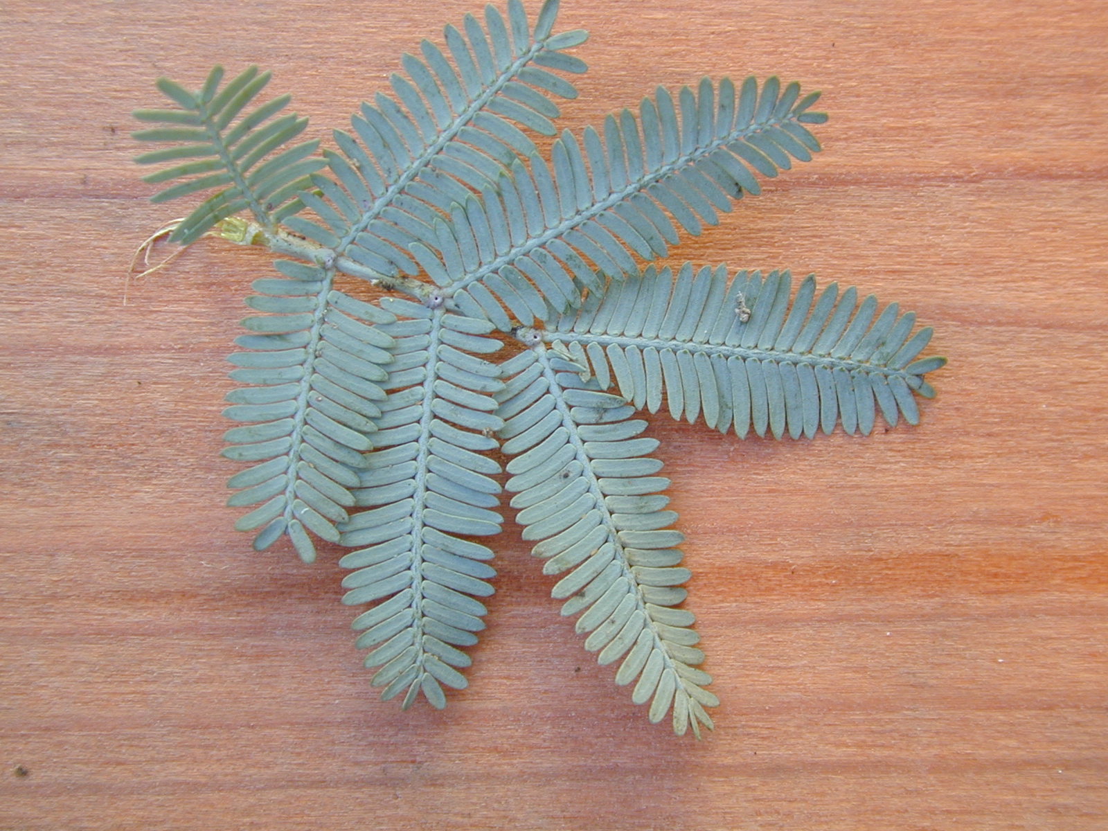 Trees of Santa Cruz County: Acacia dealbata - Silver Wattle