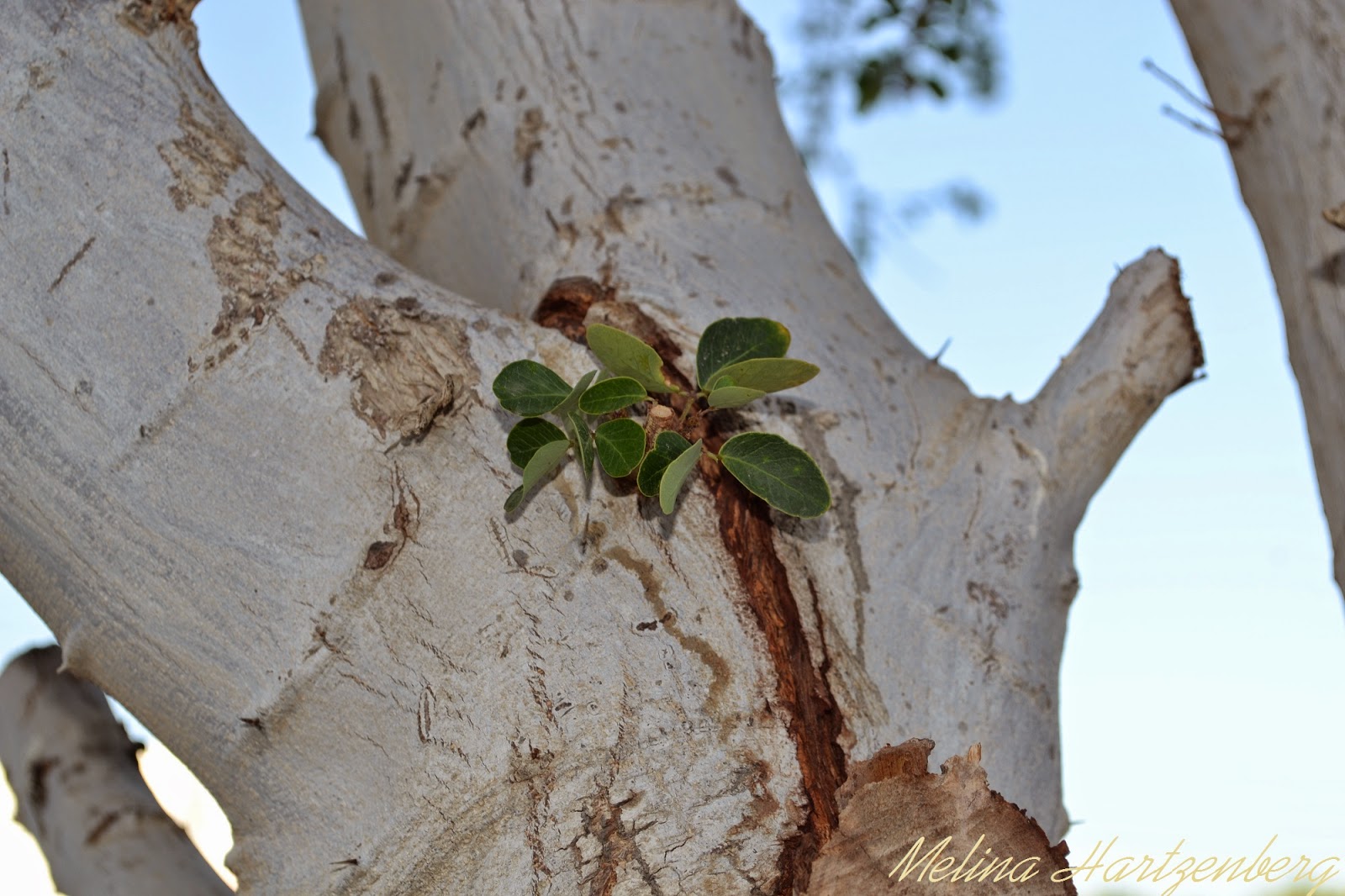 livingplantworld: Family: Fabaceae Genus: Pithecellobium Species ...