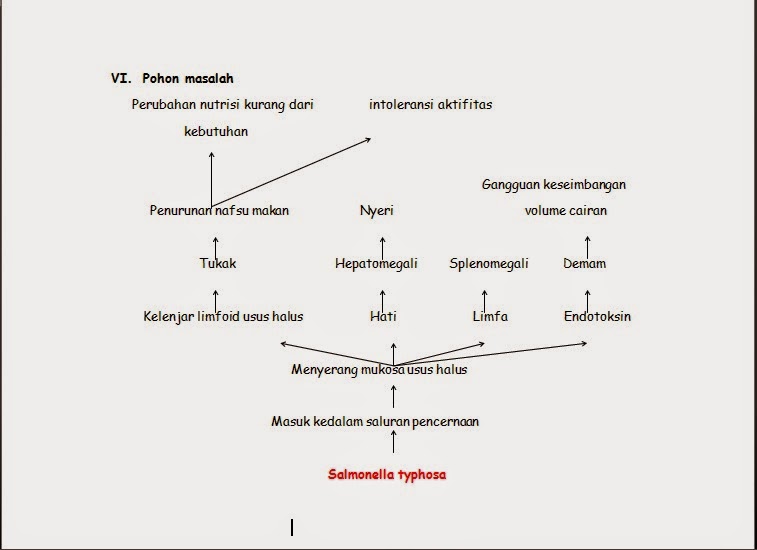Pathway Thypoid - Pathway Patofisiologi