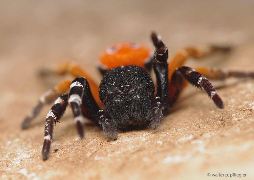Nature photos from an Amateur Naturalist: Livno, Bosnia and Herzegovina ...