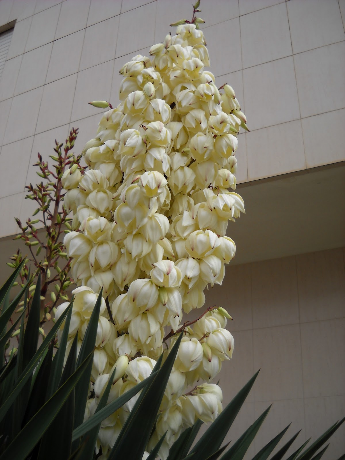 HORTA À PORTA: YUCCA GLORIOSA (IÚCA