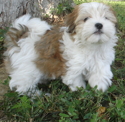 Havanese Toy Dog Pictures | Toy Dog Breeds Pictures and Information