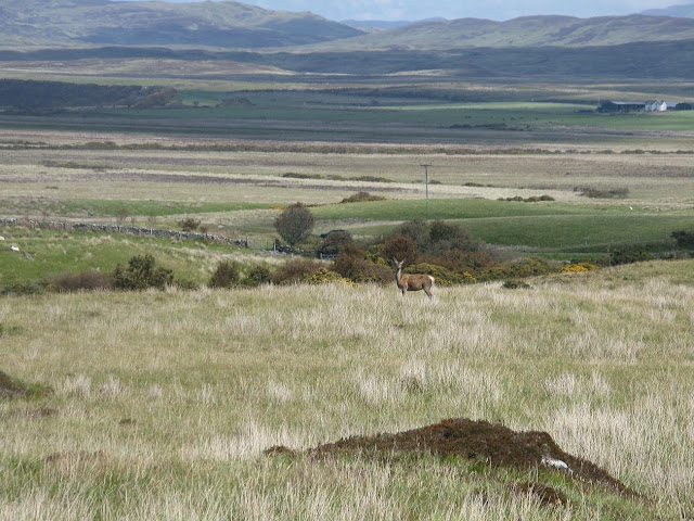 Islay Natural History Trust: Red Deer in an Islay landscape