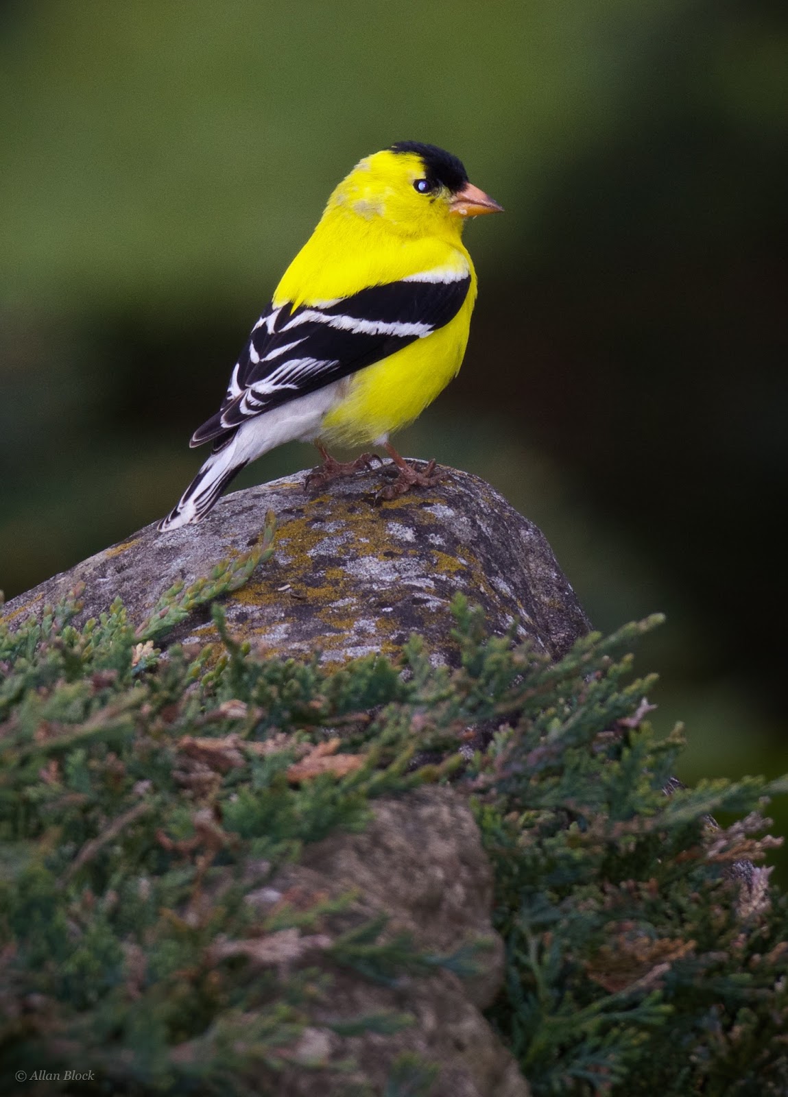 Spring Colorful Birds