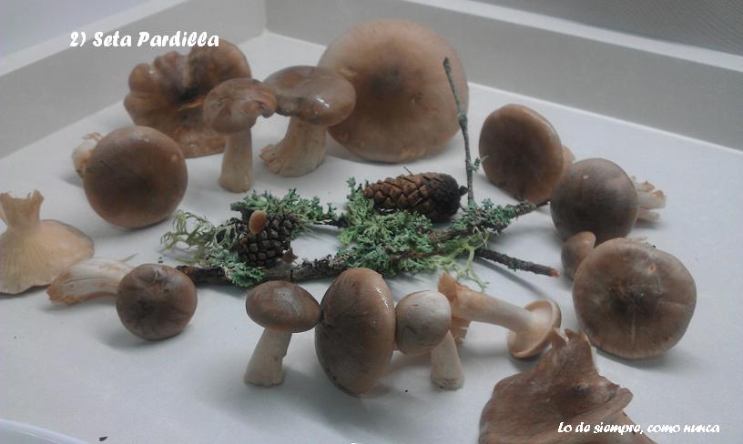 Lo de siempre, como nunca: Variedad de setas de temporada