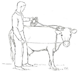 A Gateway to Veterinary Network : Rope squeeze method of casting........