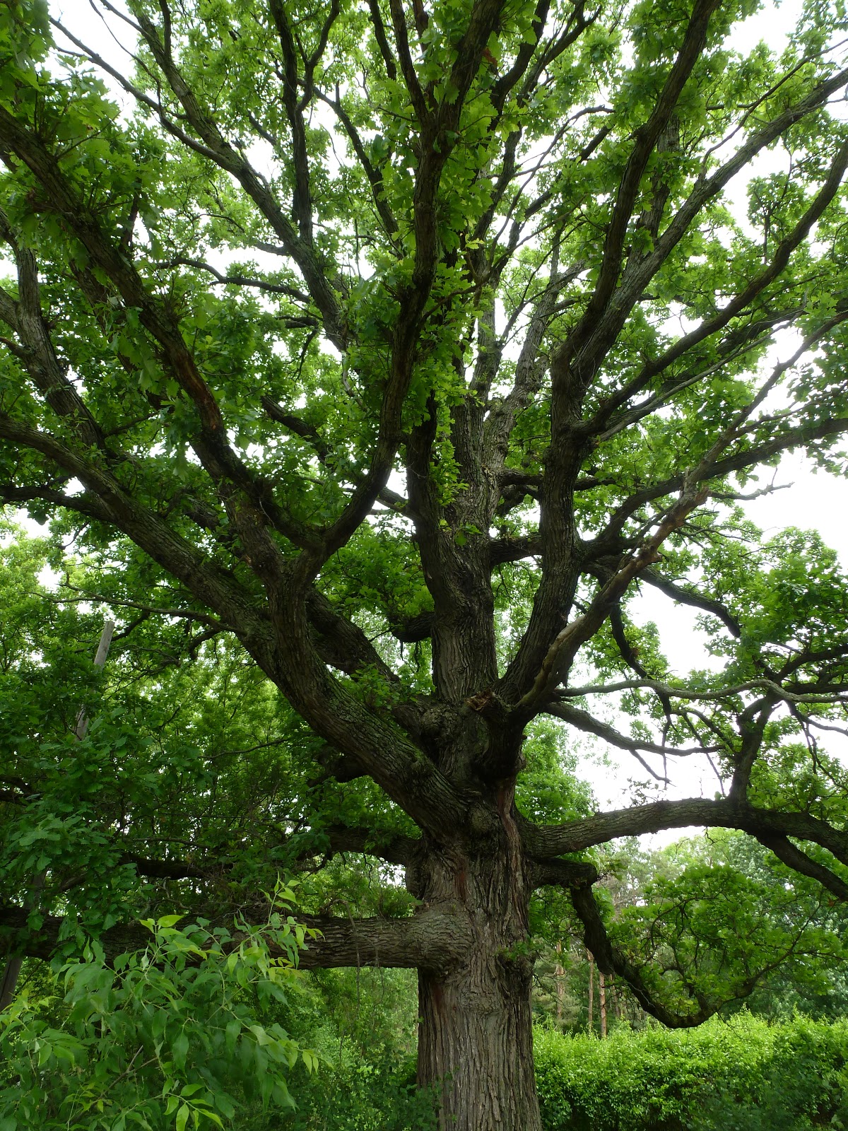 The 1,000-Mile Great Lakes Adventures: Grand Trees along the Great Lakes