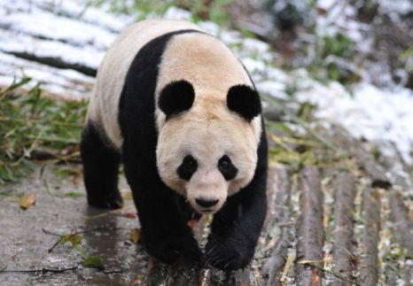 David Narrates Panda Documentary