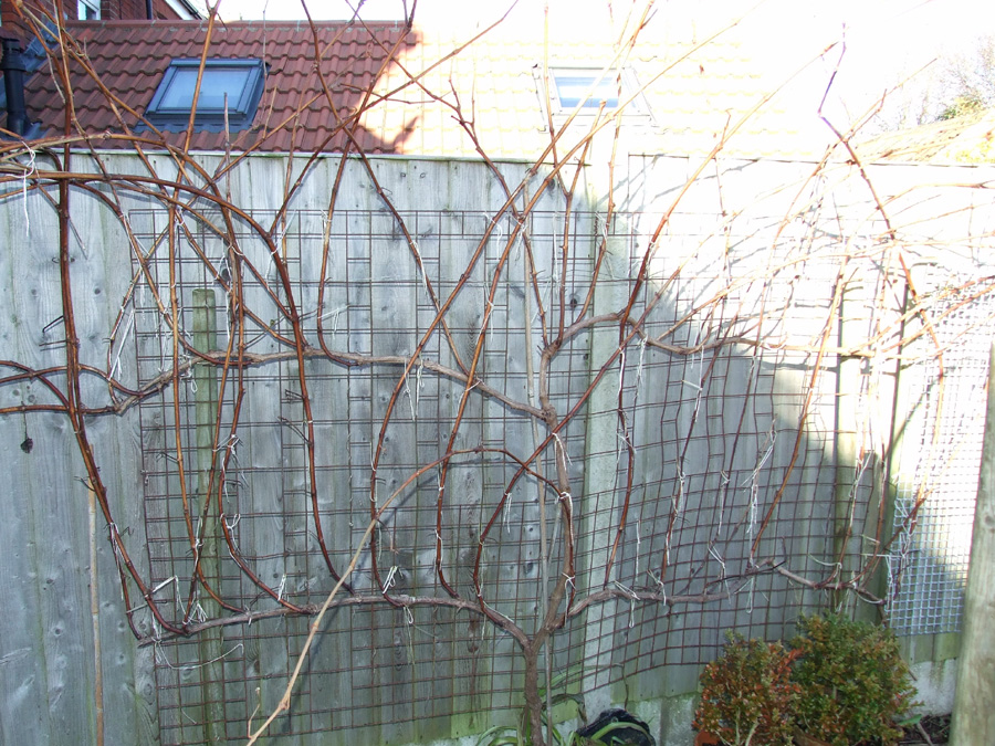 Home Grown Grapes UK.: Spur Pruning Part 1.