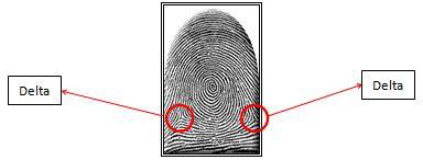 El dactilograma: C) IMPORTANCIA DE LA ZONA CENTRAL EN LA CLASIFICACIÓN ...