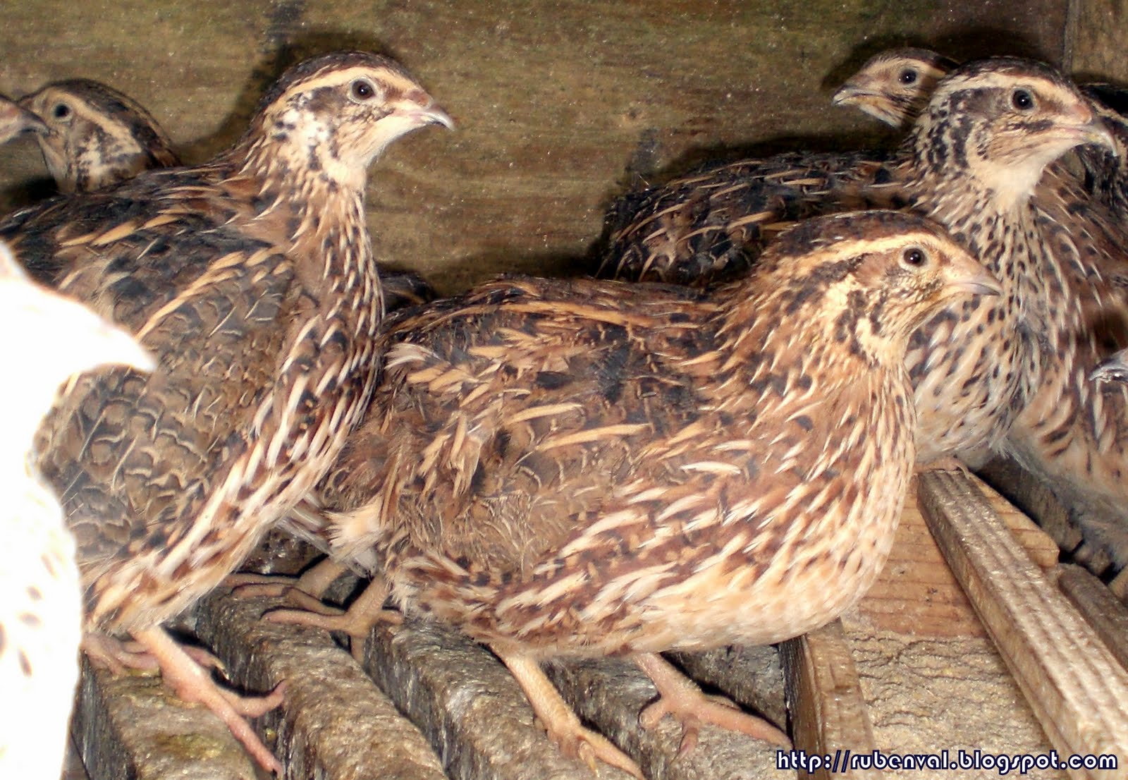 Sem P...oucas vegonhas!: Já há codornizes no quintal!